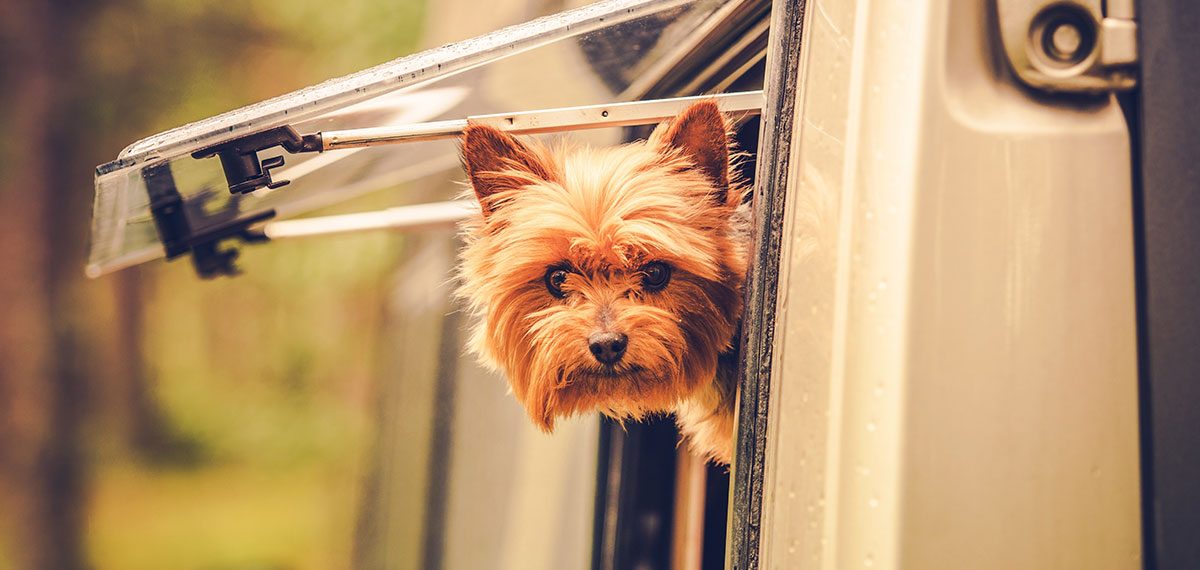 Dog-Friendly Rooms at IP Casino Resort & Spa | IPBiloxi.BoydGaming.com